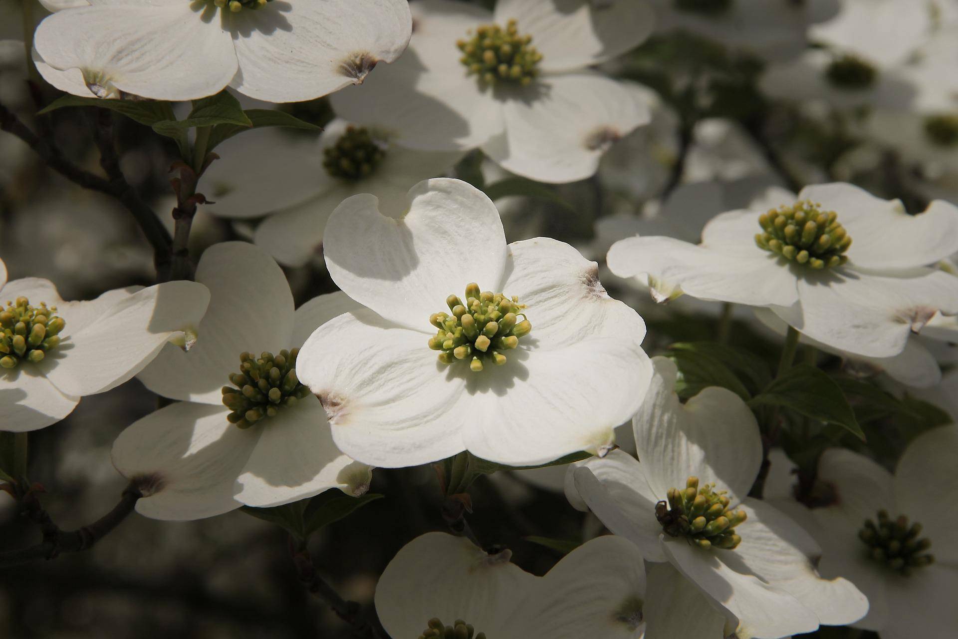 The History of the Dogwood Tree - Creech Landscape