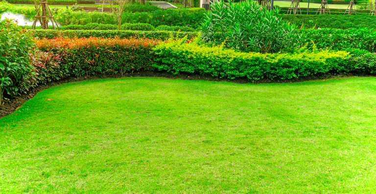 Bermuda Grass for Your Southern Lawn - Creech Landscape