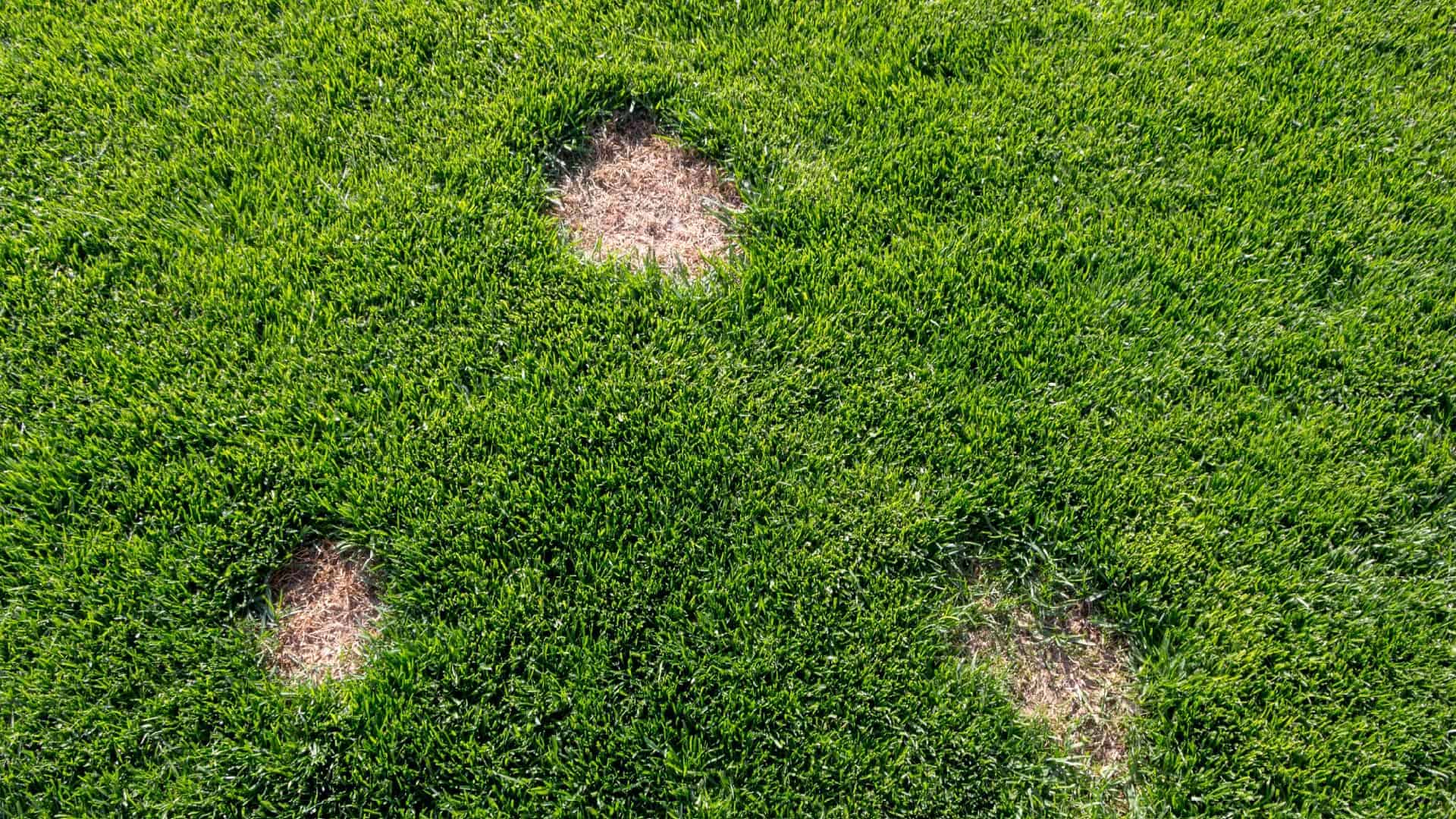 Lawn Fungus Causes and Prevention